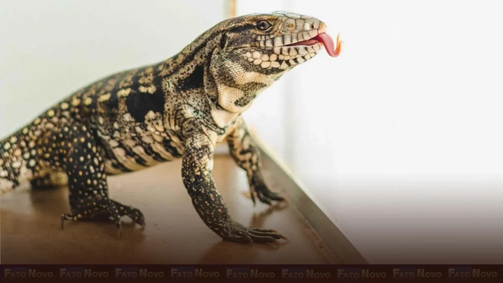 Lagarto da espécie teiú-do-cerrado é reabilitado no Hospital da Fauna Silvestre – DF em Cartaz ...